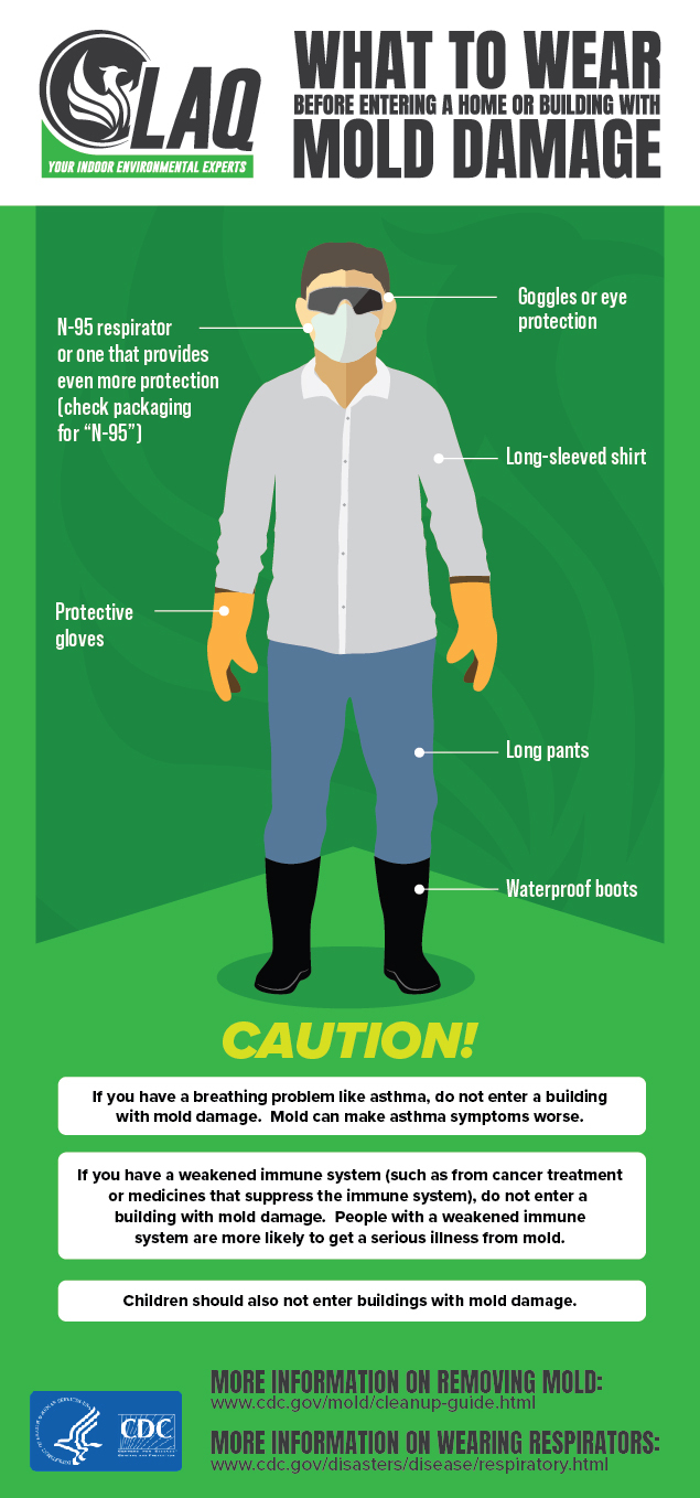 Your Guide To Getting Down To Business: Steps For A Safe DIY Mold ...